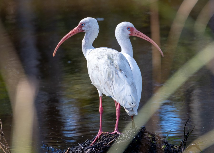 Tracking birds on a cold Forida Morning – Travelling Photographer
