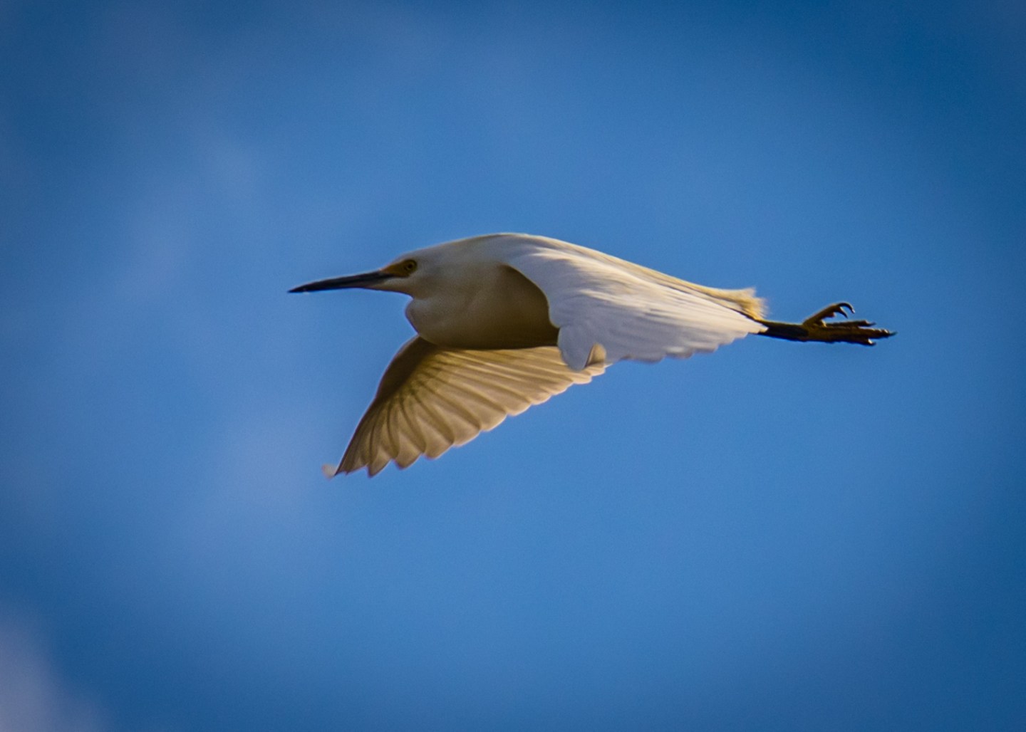 Tracking birds on a cold Forida Morning – Travelling Photographer