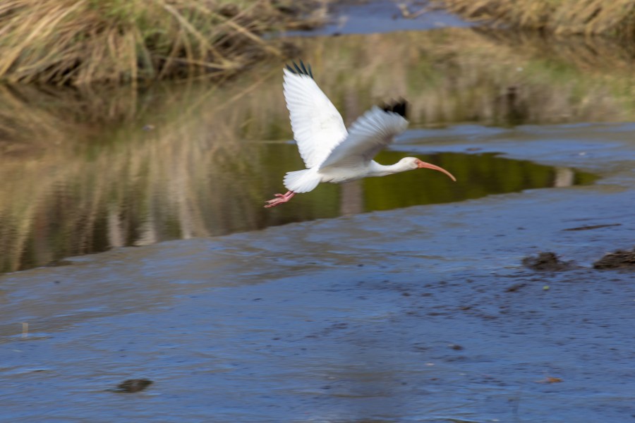 Tracking birds on a cold Forida Morning – Travelling Photographer